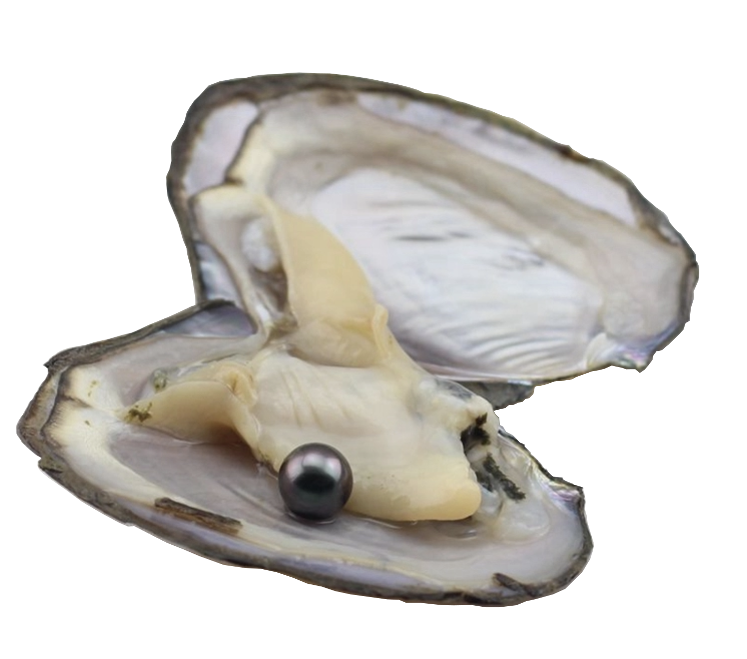 Pan Perla pravé perly